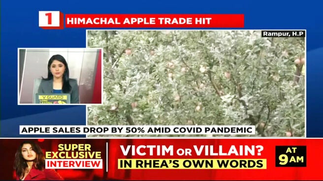 Watch Himachal Apple Sales Drop By 50% Amid COVID-19 Pandemic News On ...